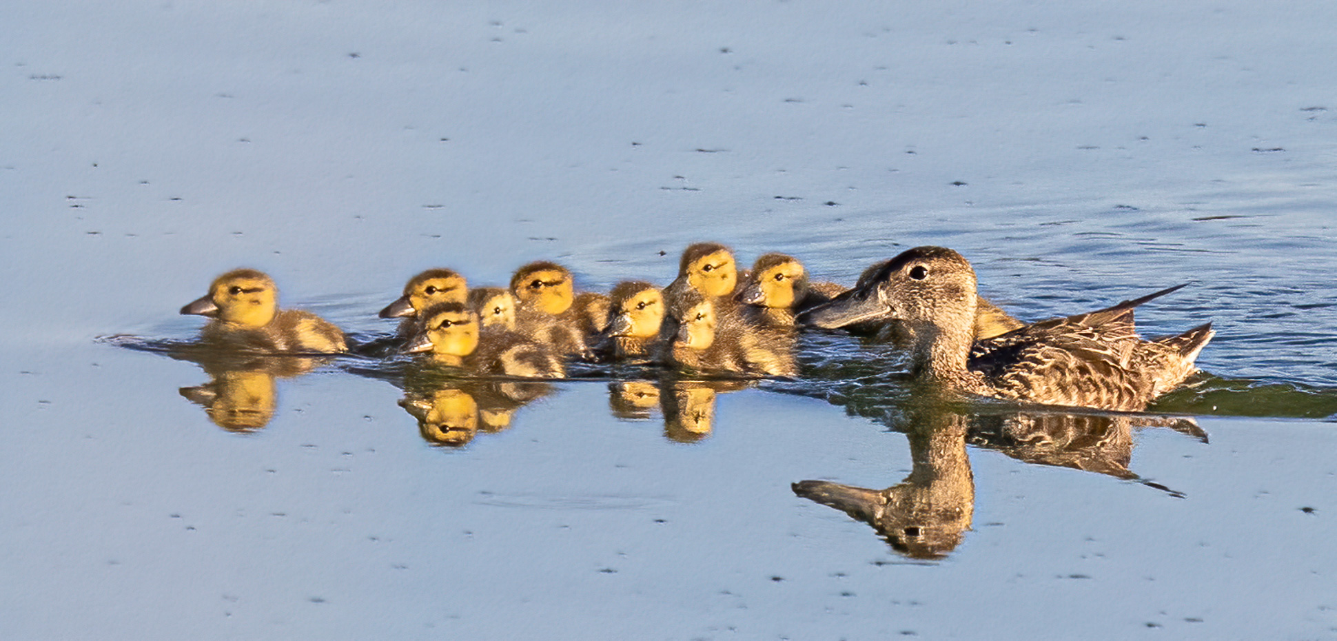 Blue-winged Teal Ducklings.jpg | FWS.gov
